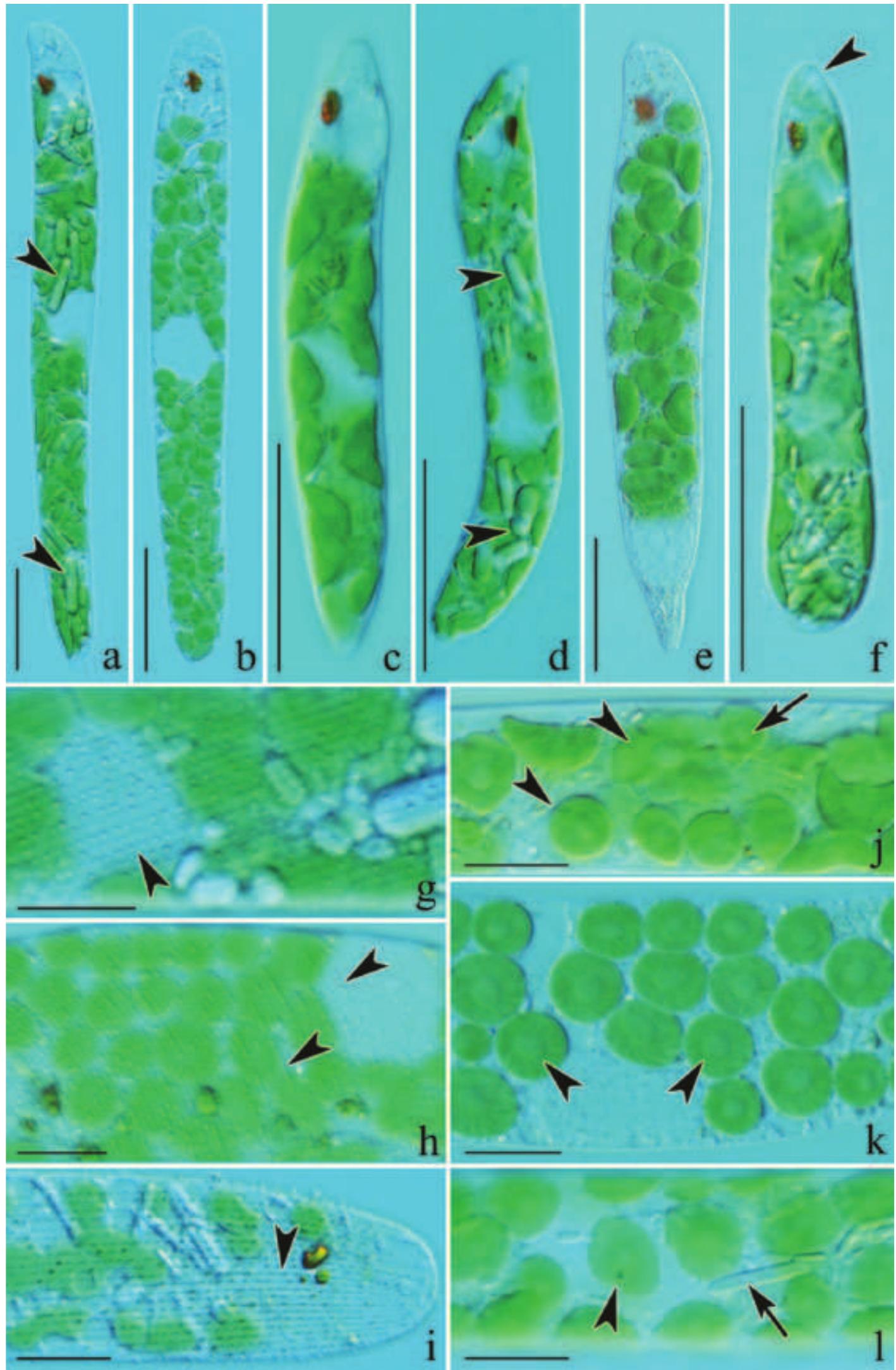 Fic. 1. light microscope photographs showing the general