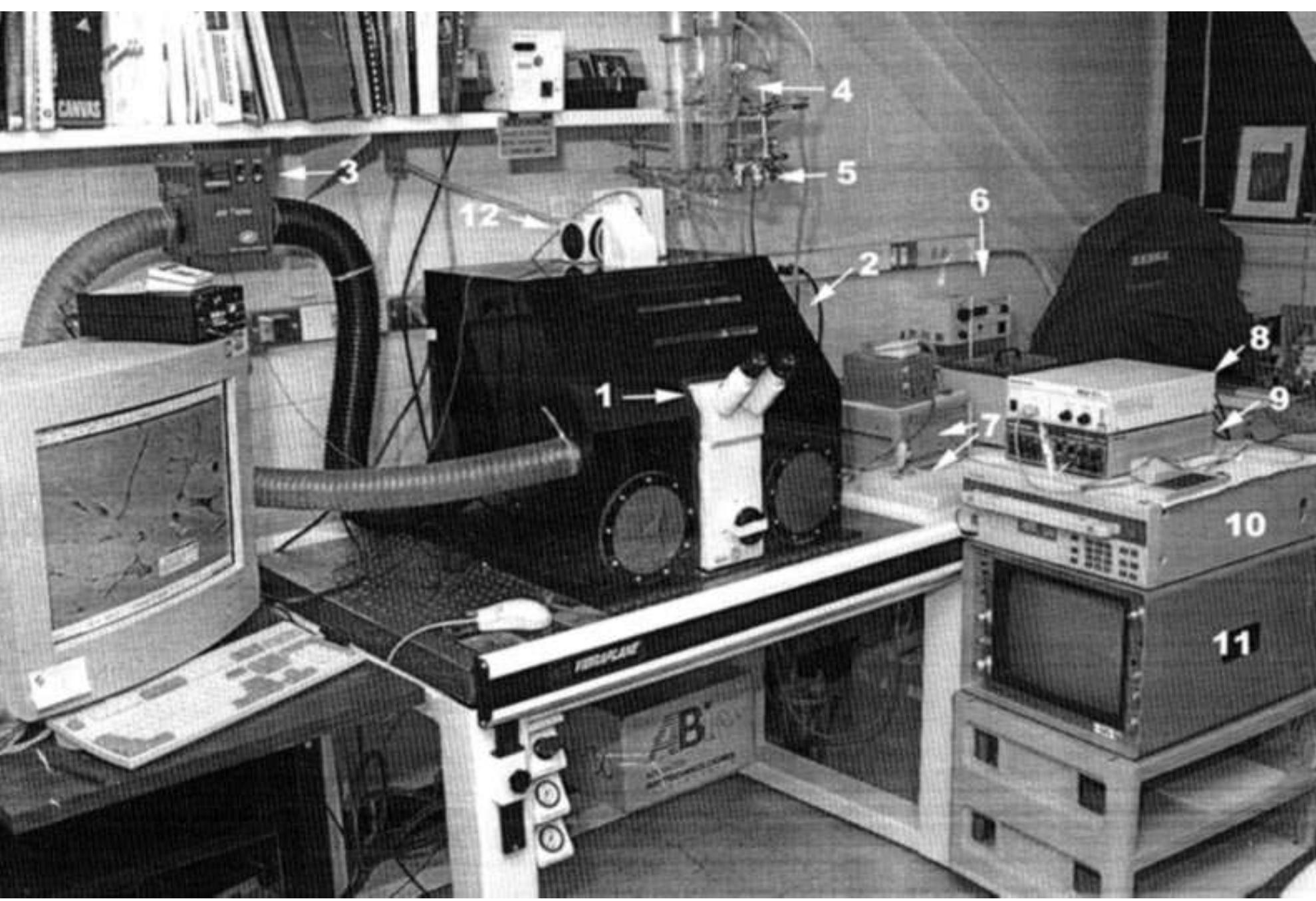 Microscope setup for imaging melanosome dynamics in mouse