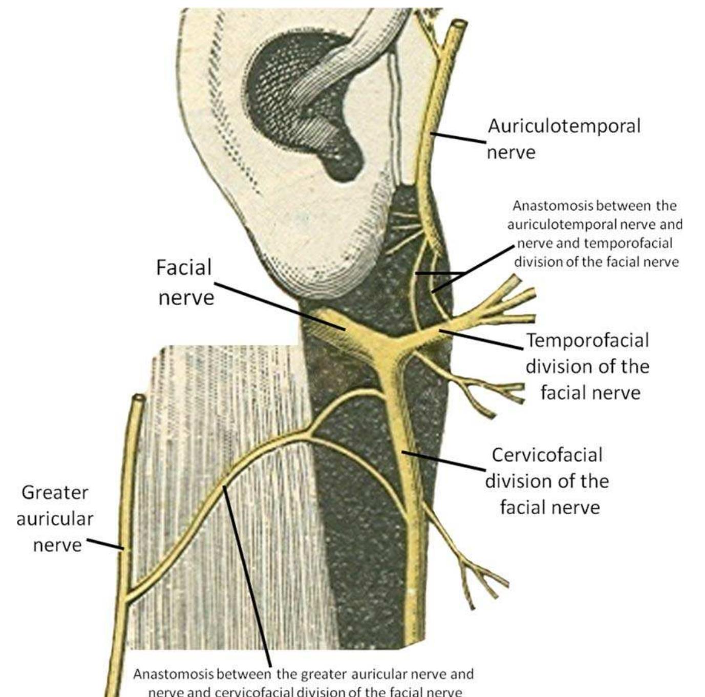 Anastomosis of the auriculotemporal nerve with the
