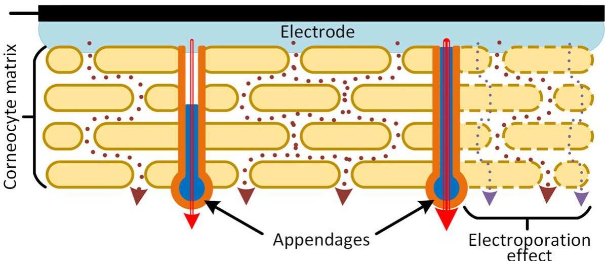 Simplify model of the skin-electrode interface, the stratum