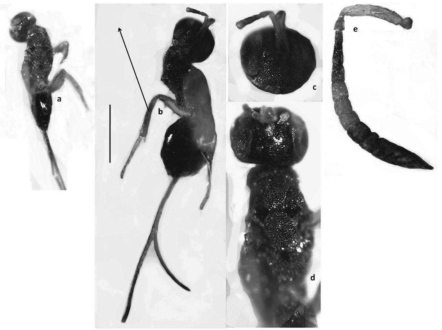 Palachia pulchra boucek, female. a,b. body, (a) dorsal view,