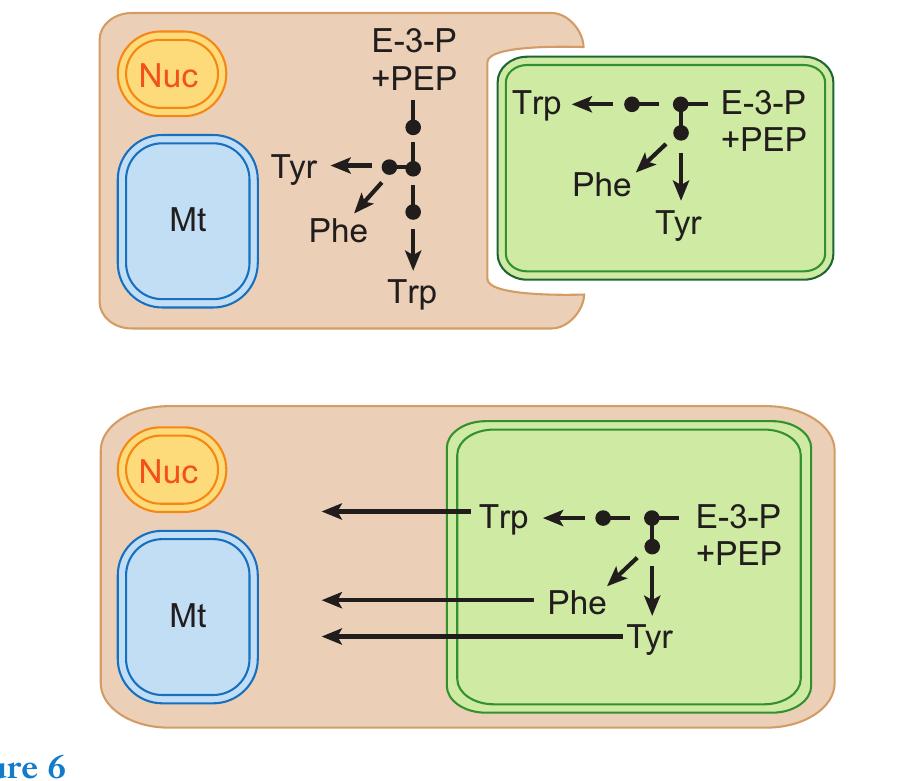 Schematic representation of aromatic amino acid synthesis