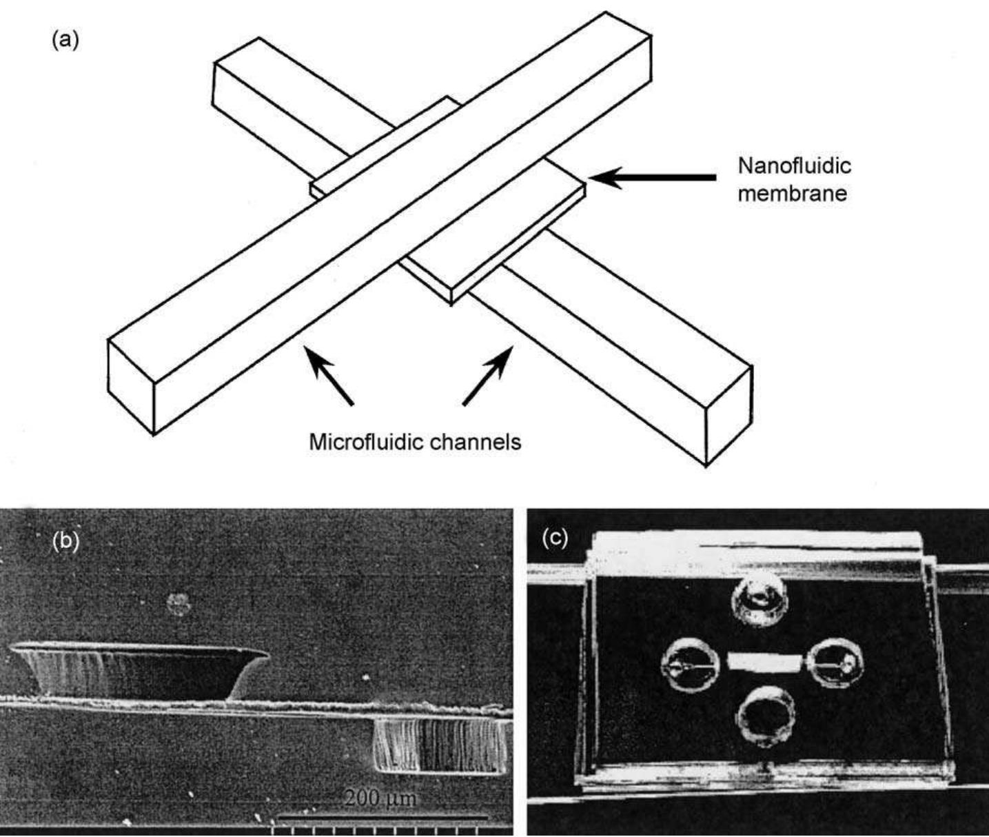 (a) schematic diagram of crossed microfluidic channels