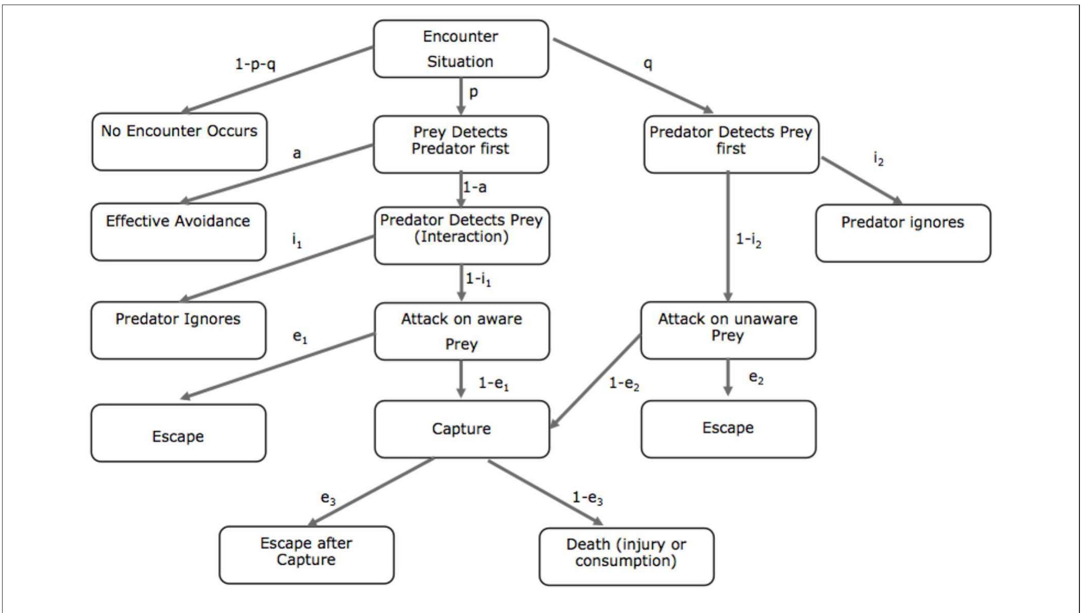 | lima and dill’s predator-prey model. flow chart displaying