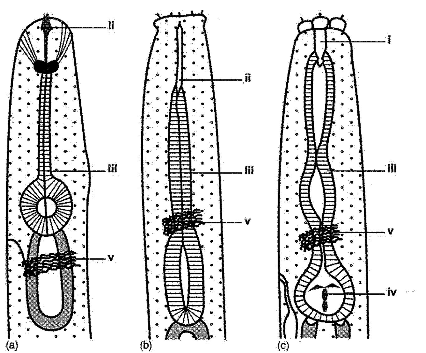 Free-living nematodes: drawings of the cranial extremities