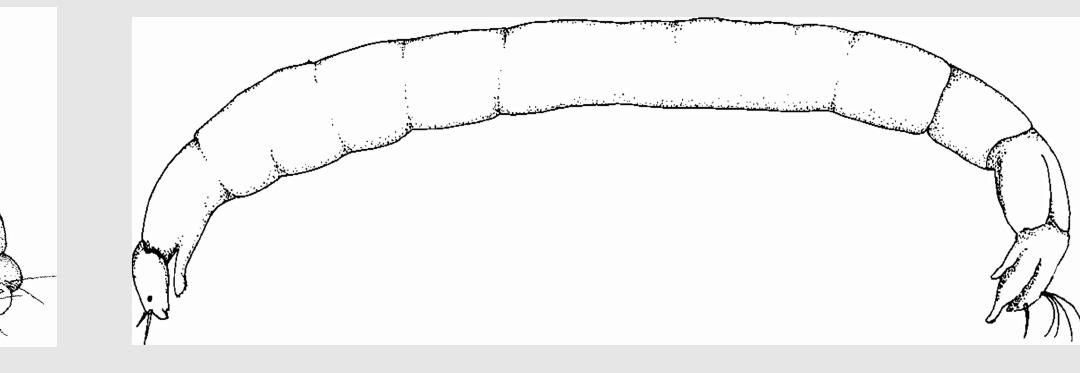3 chironomidae (diptera) larvae. line drawing by andi