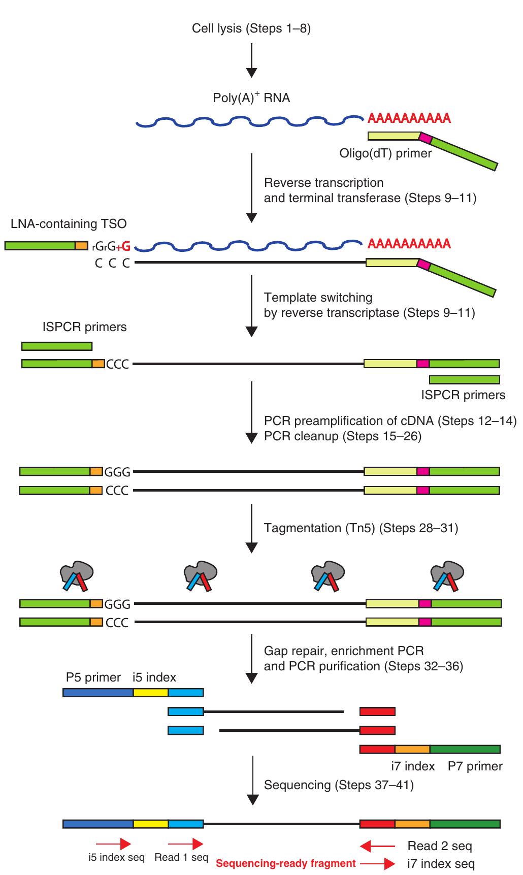 | flowchart for smart-seq2 library preparation. outline of