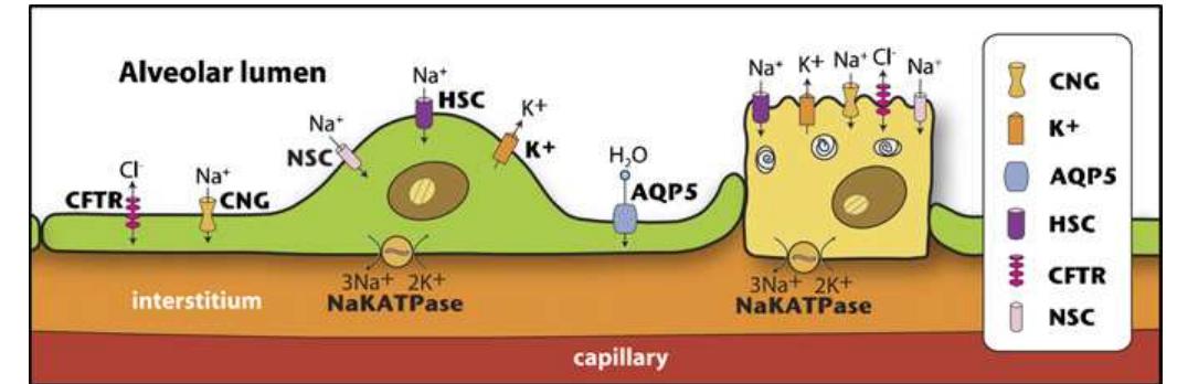 Evolving schematic depiction of alveolar ion and fluid