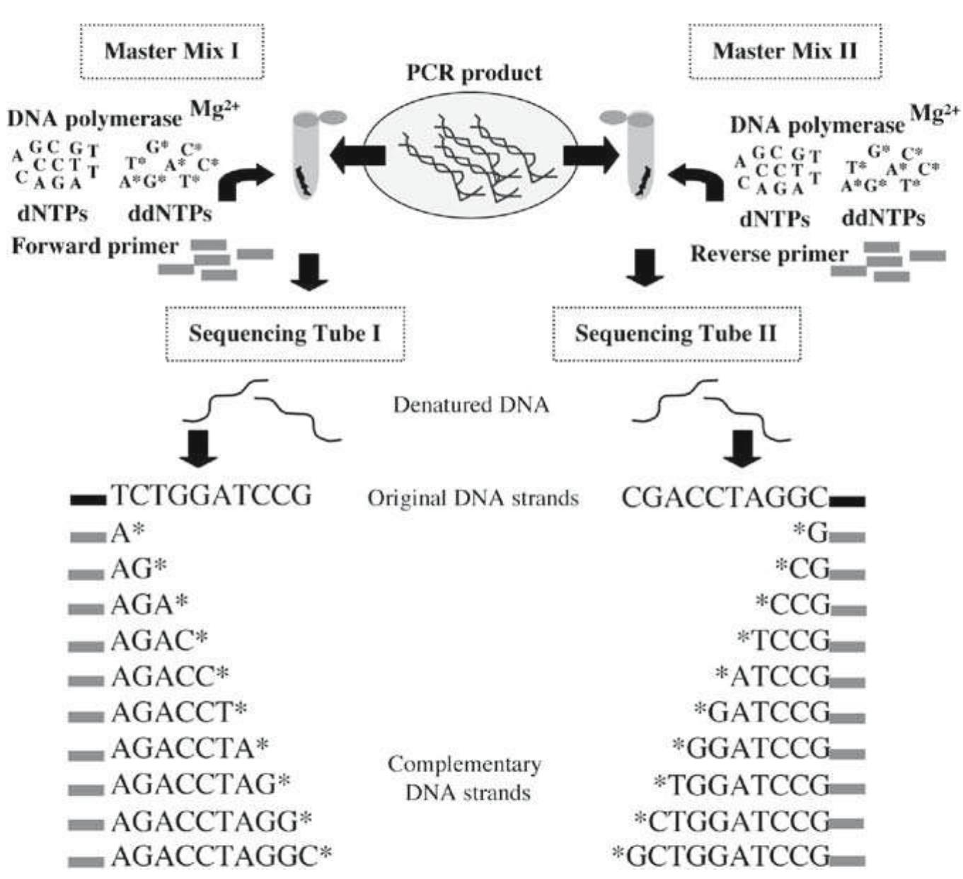 5 schematic diagram of the “chain termination’ sequencing