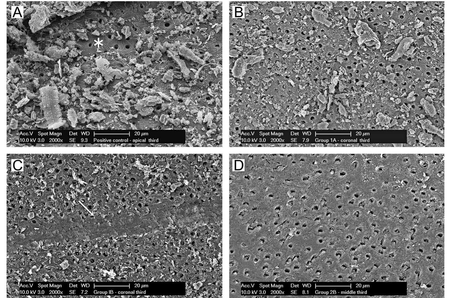 - examples of scanning microscopy images taken from the