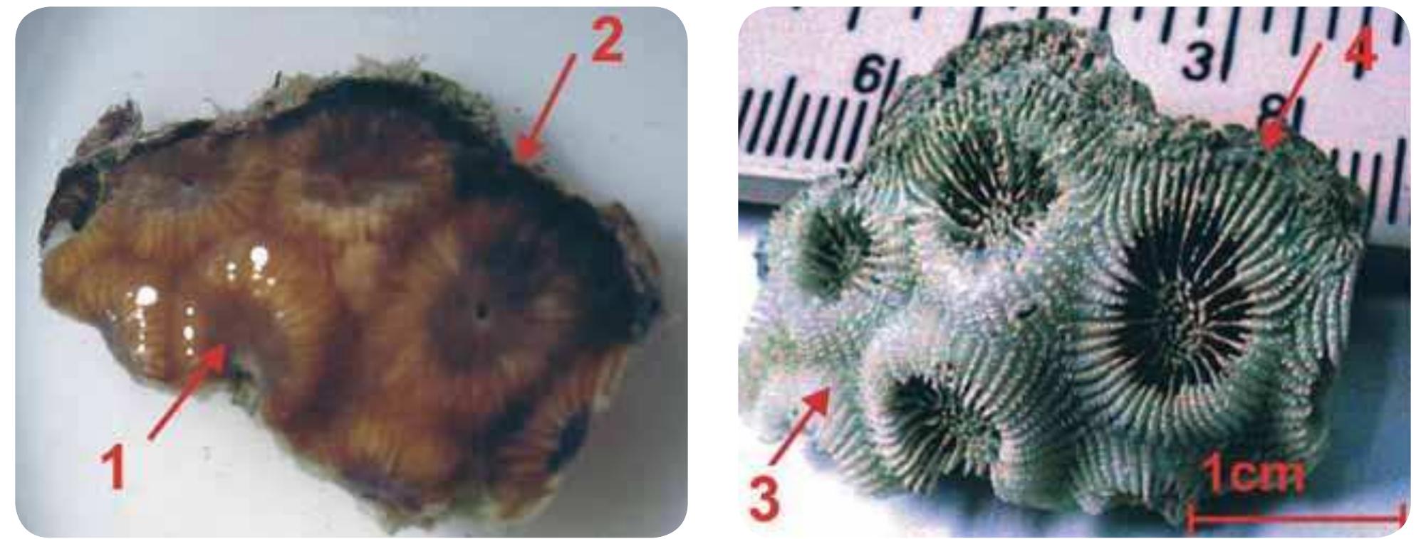 The image to the left shows the thin dark line sign on the