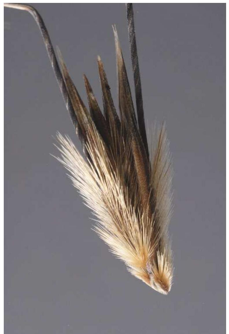 Figure 7 - from New evidence for the processing of wild