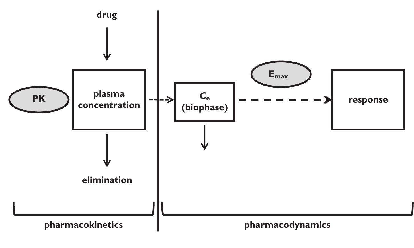 Schematic of a biophase model. the hypothetical effect