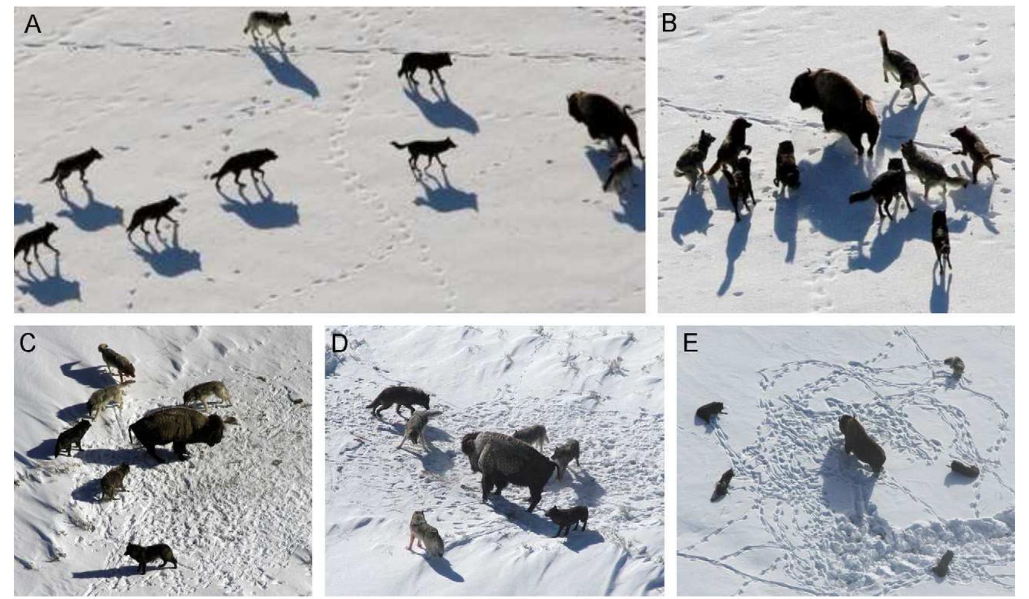 Typical wolf-pack hunting behaviors. a bison in yellowstone