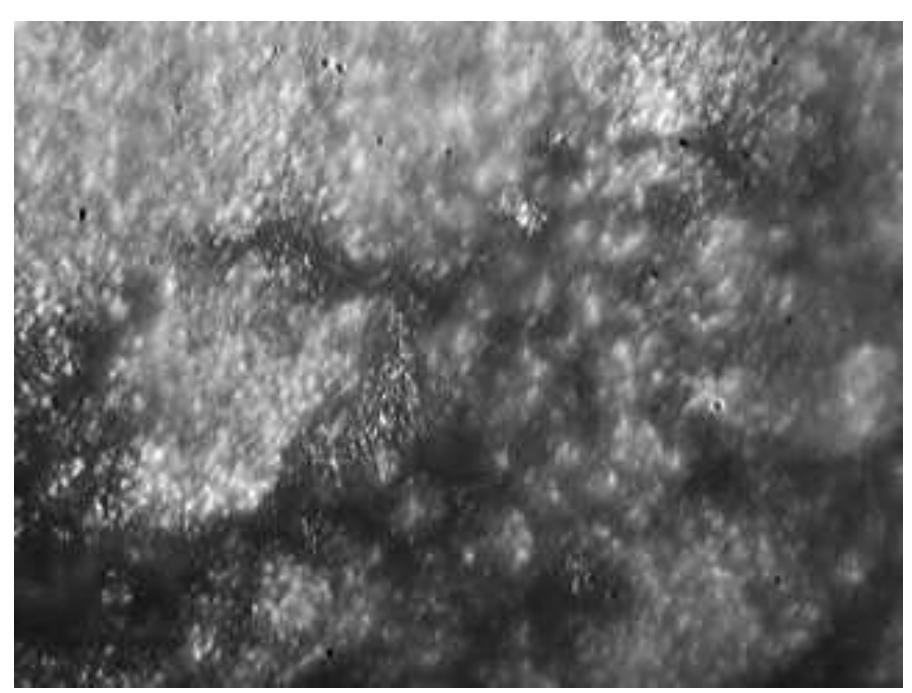 Shows the morphology of the composite. the elongated cro,