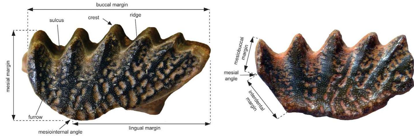 Plan of occlusal surface of lower right tooth plate with