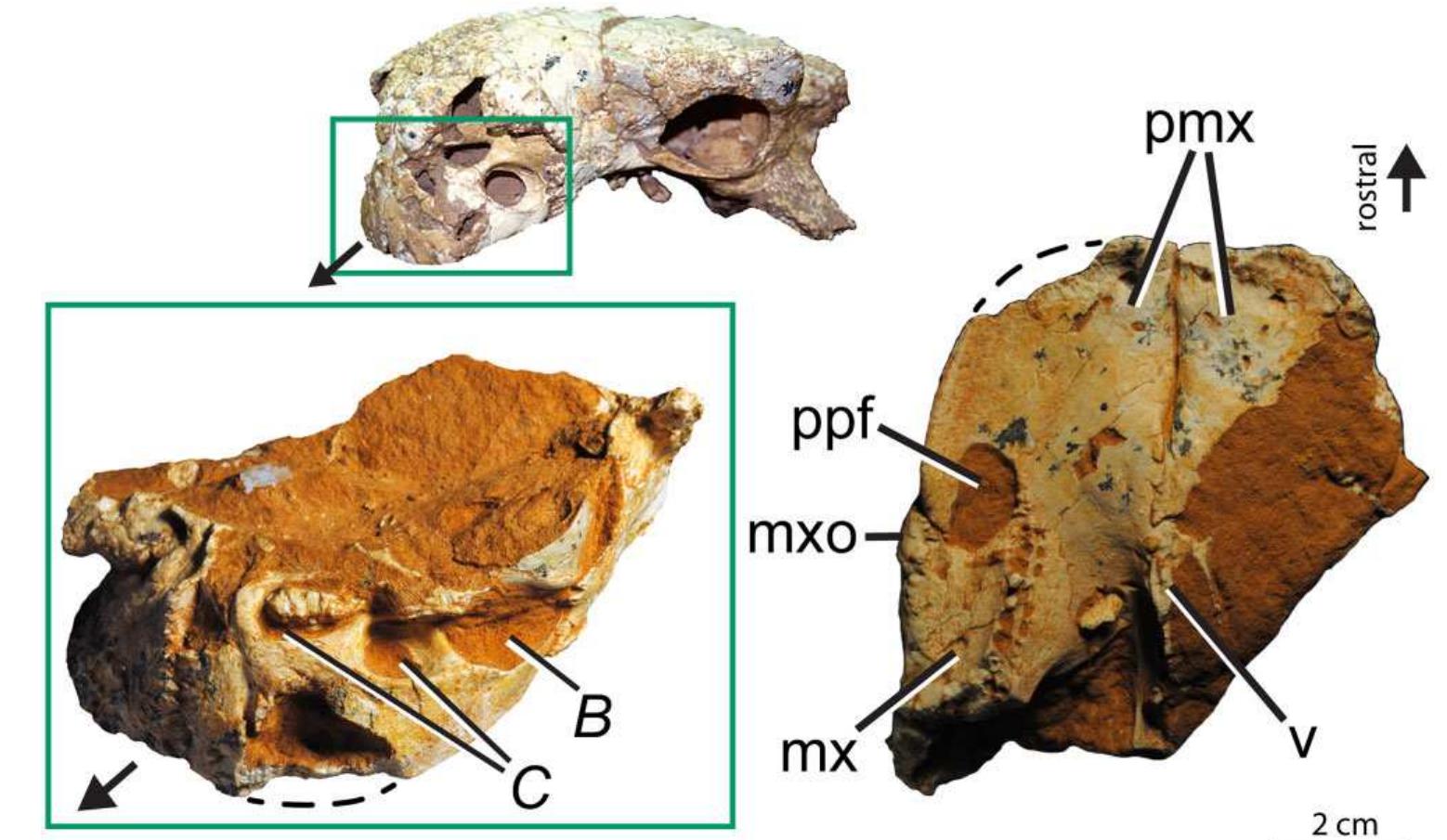 Pinacosaurus grangeri from the upper cretaceous of mongolia,