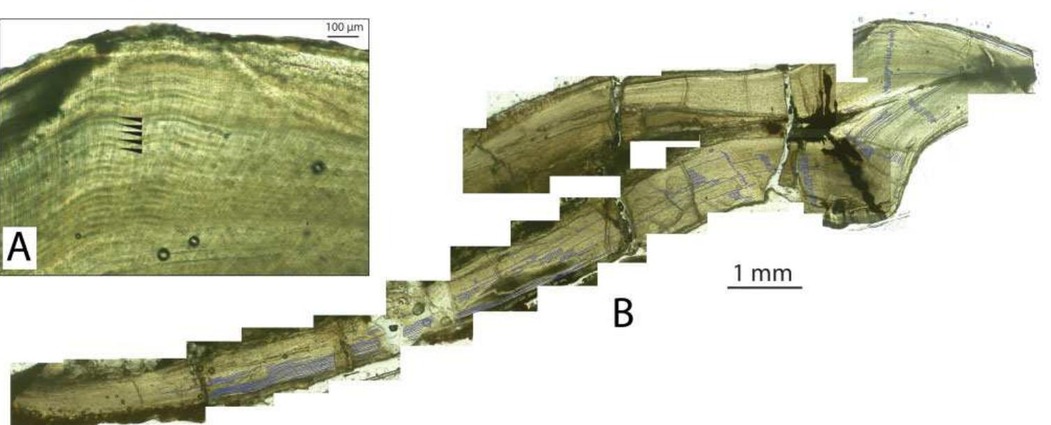 Pinacosaurus grangeri (igm 100/3186), dental histology of