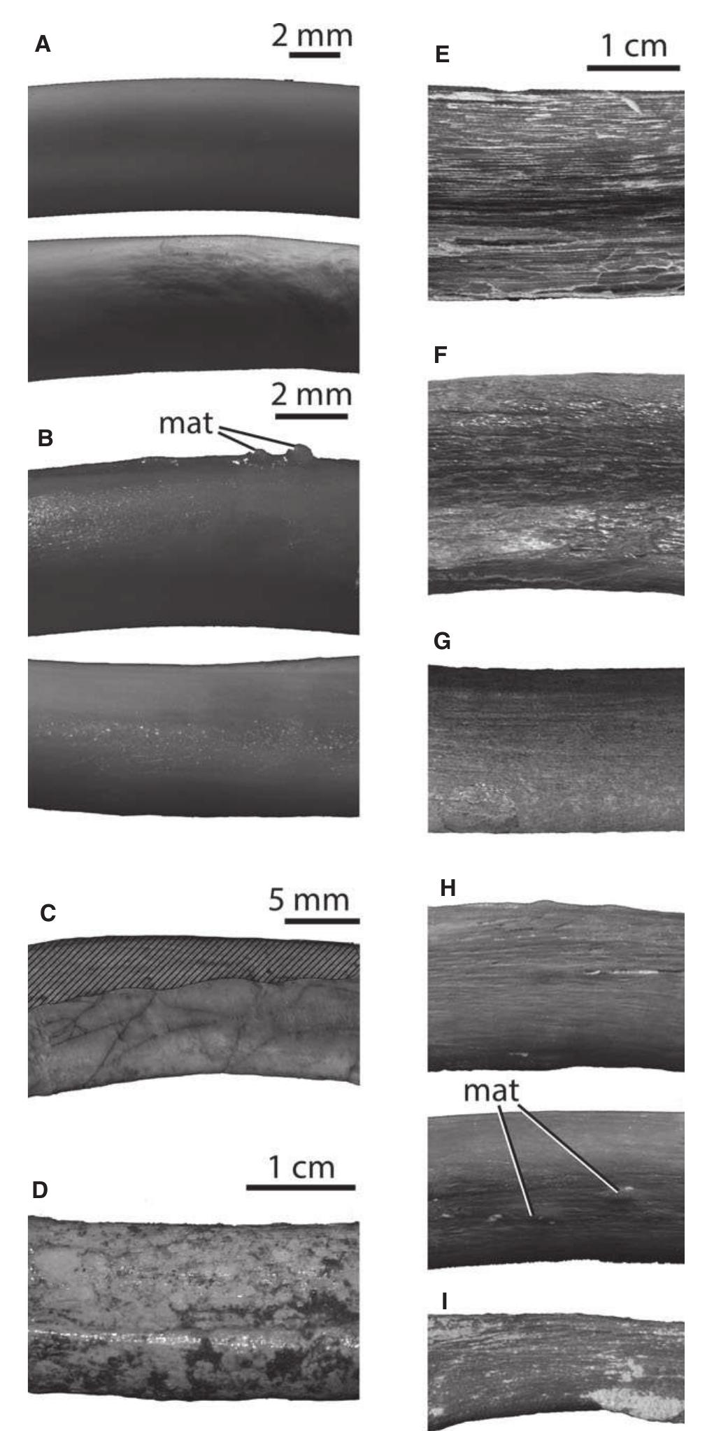 Rib surface texture in lepidosauromorpha. note the smooth