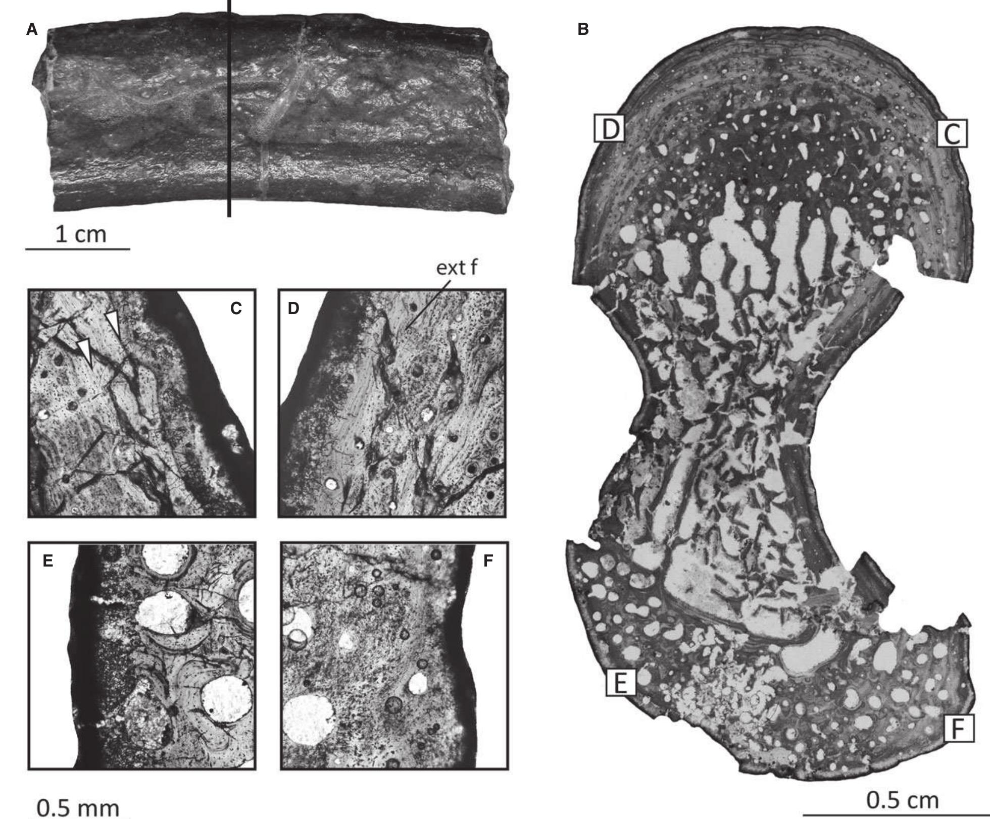 Surface morphology and bone histology of a rib of