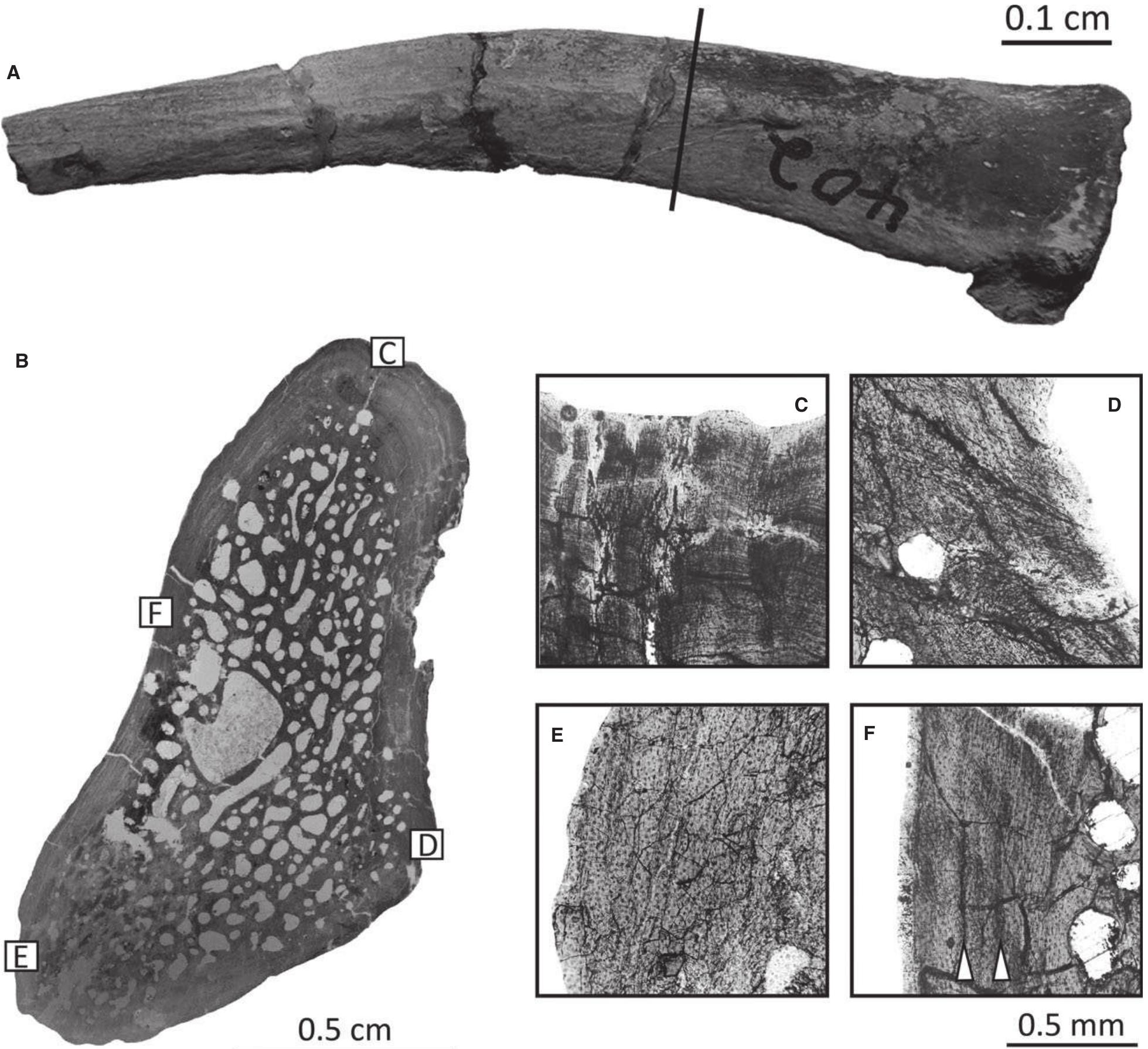 Surface morphology and bone histology of a rib of eonatator