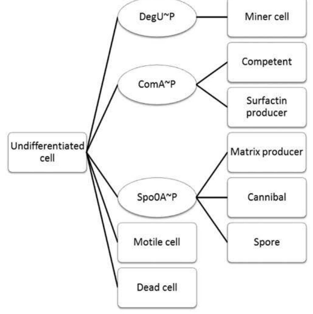 Flowchart representation of the distinct cell types that