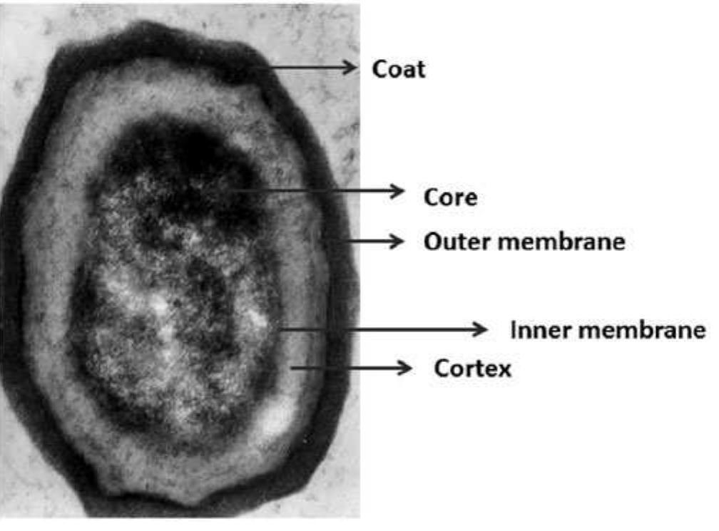 Cross-section of a spore of bacillus atrophaeus.
