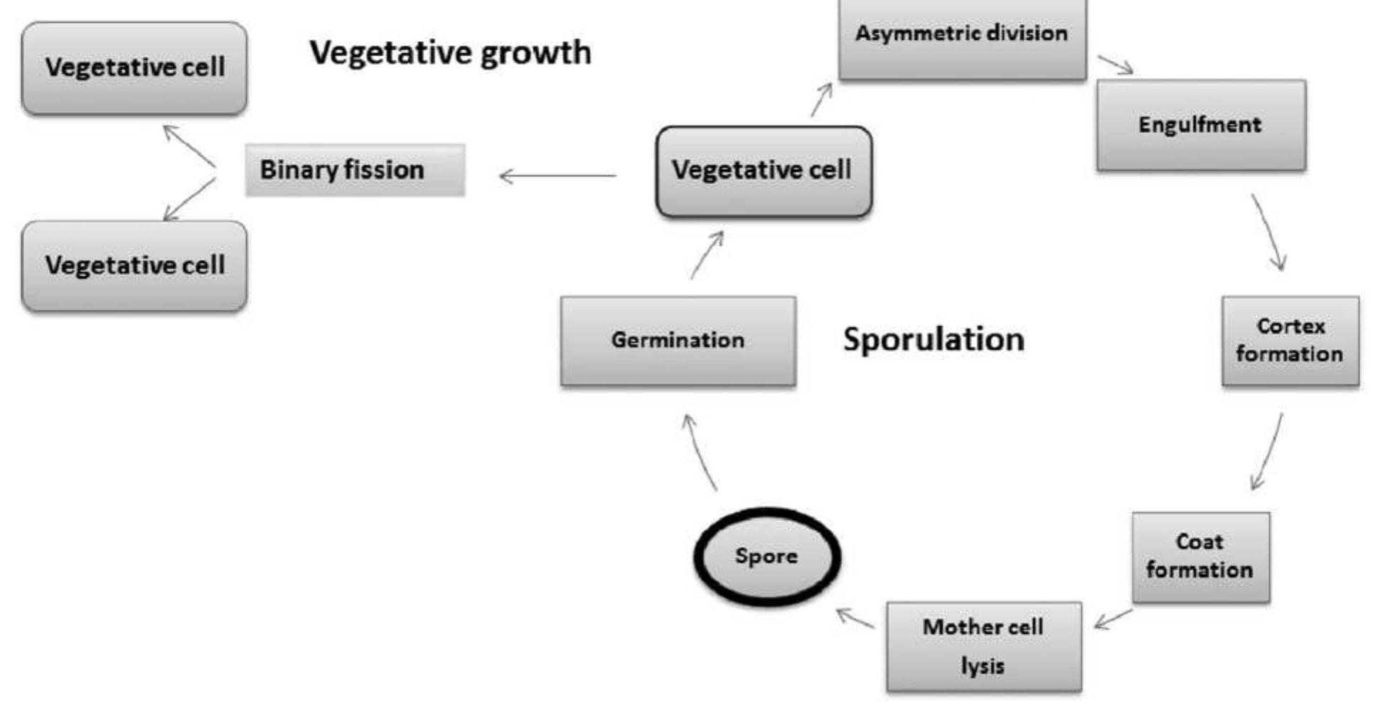 (PDF) Bacillus atrophaeus: main characteristics and biotechnological ...