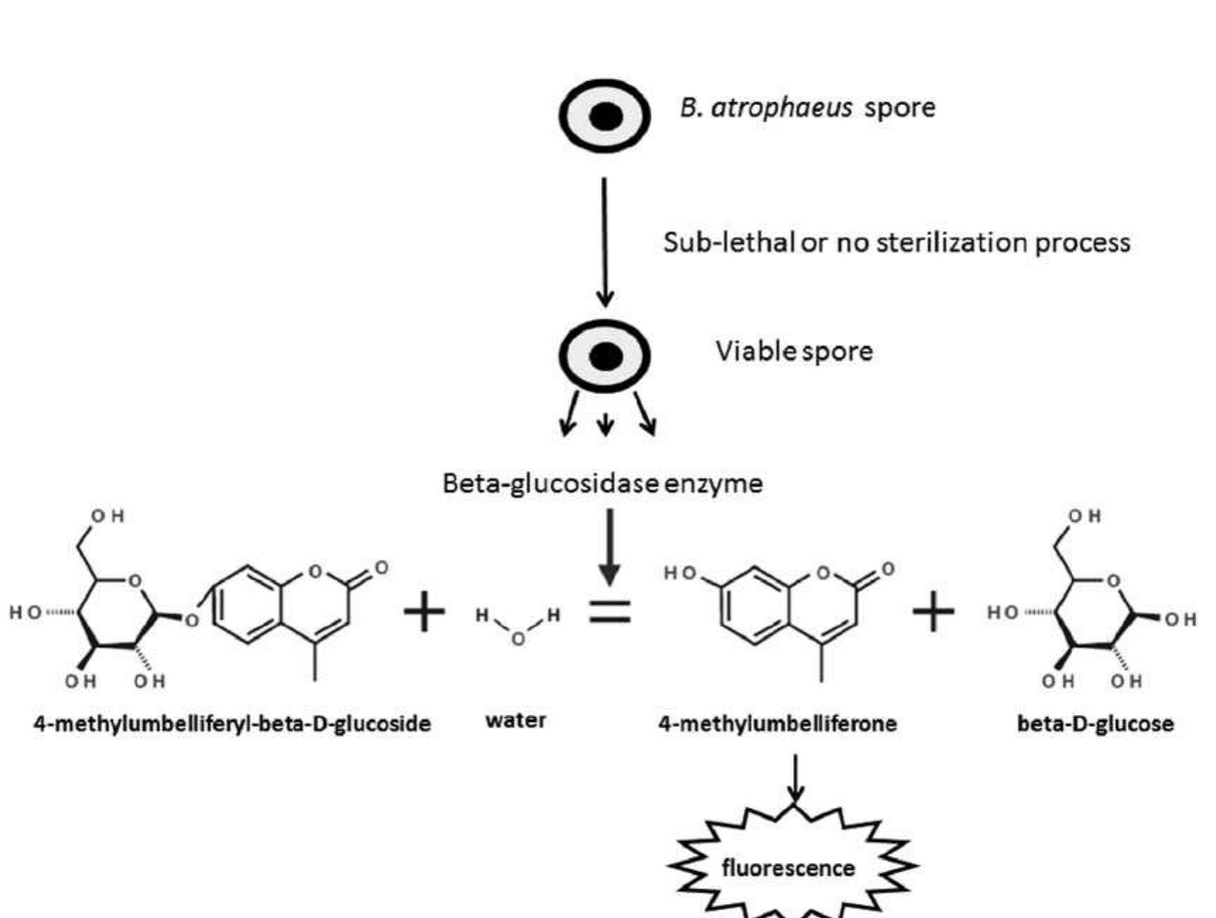(PDF) Bacillus atrophaeus: main characteristics and biotechnological ...