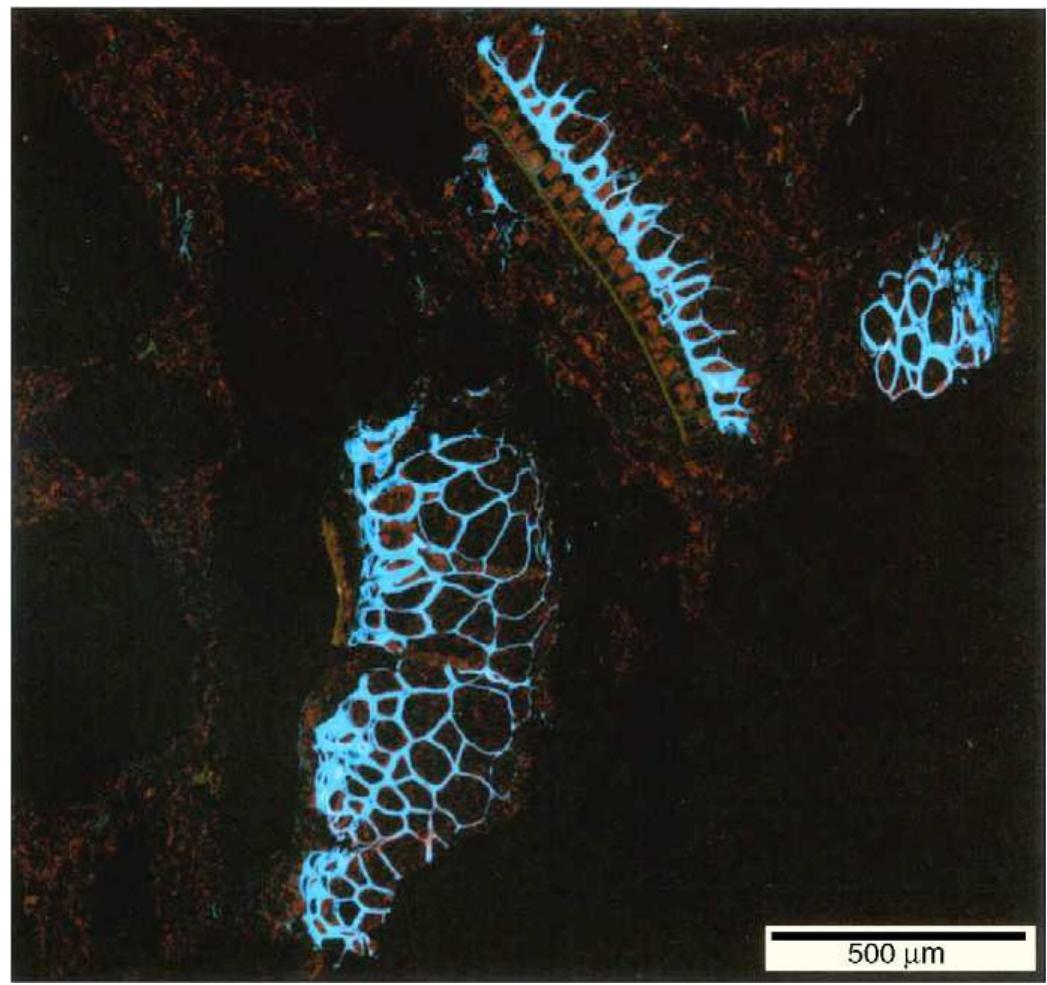 Microstructure of oat bread. the f-glucan in the cell walls