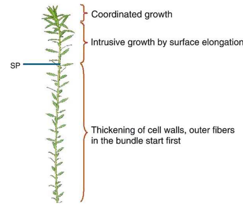 Localization of various stages of fiber formation in flax