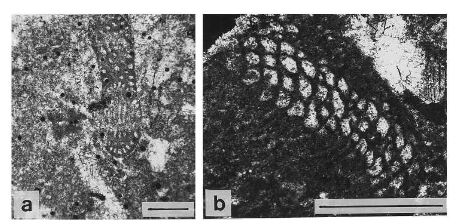 A, murciella gr. cuvillieri; b, orbitoides media. scale bars