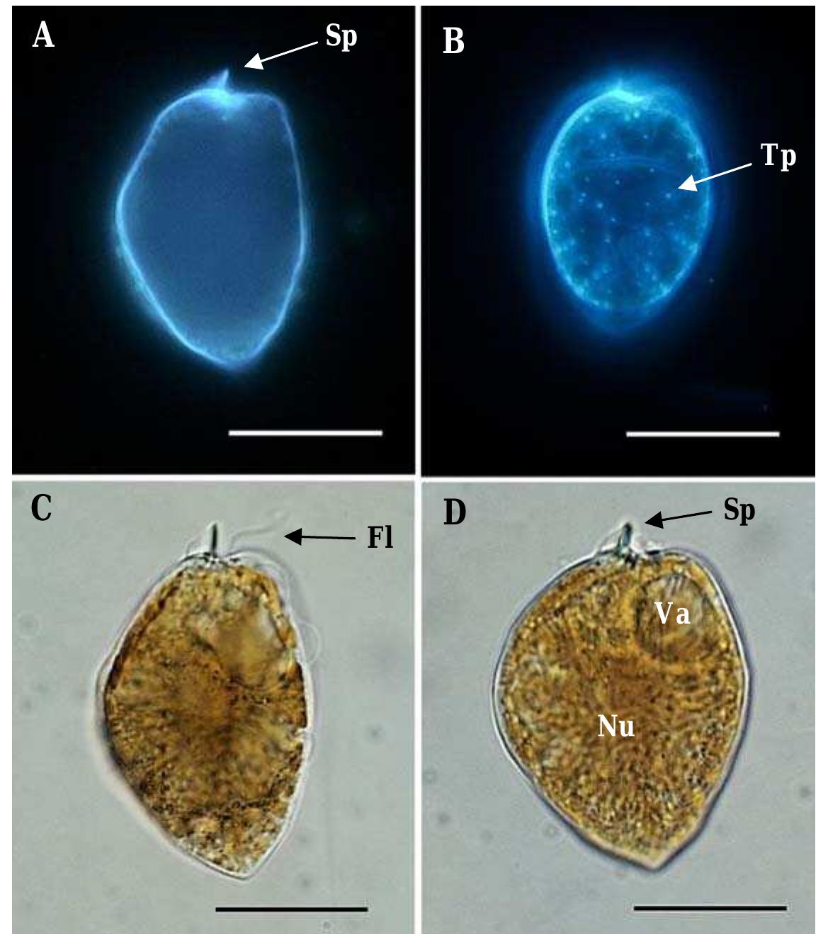 Figure 16 - from Study on benthic dinoflagellates from the