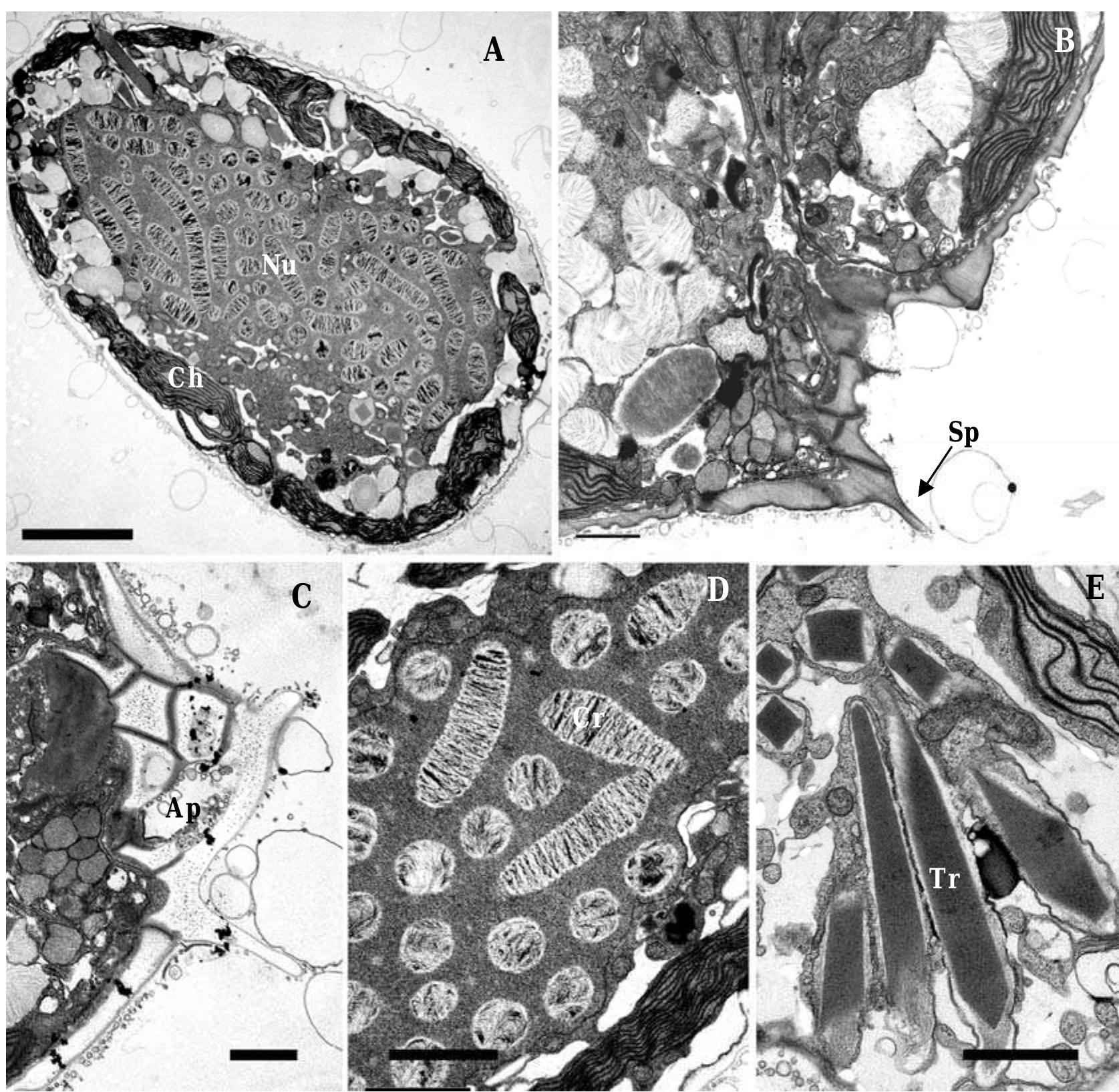 Plate vii. prorocentrum micans. scale bars = 5um in a and b