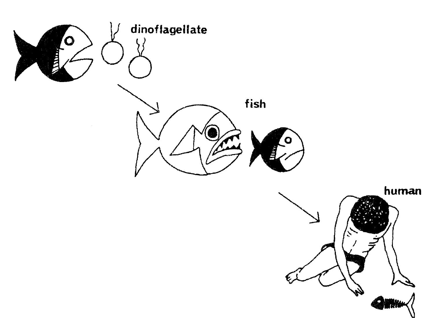 1. schematic diagram illustrating the way of action of the