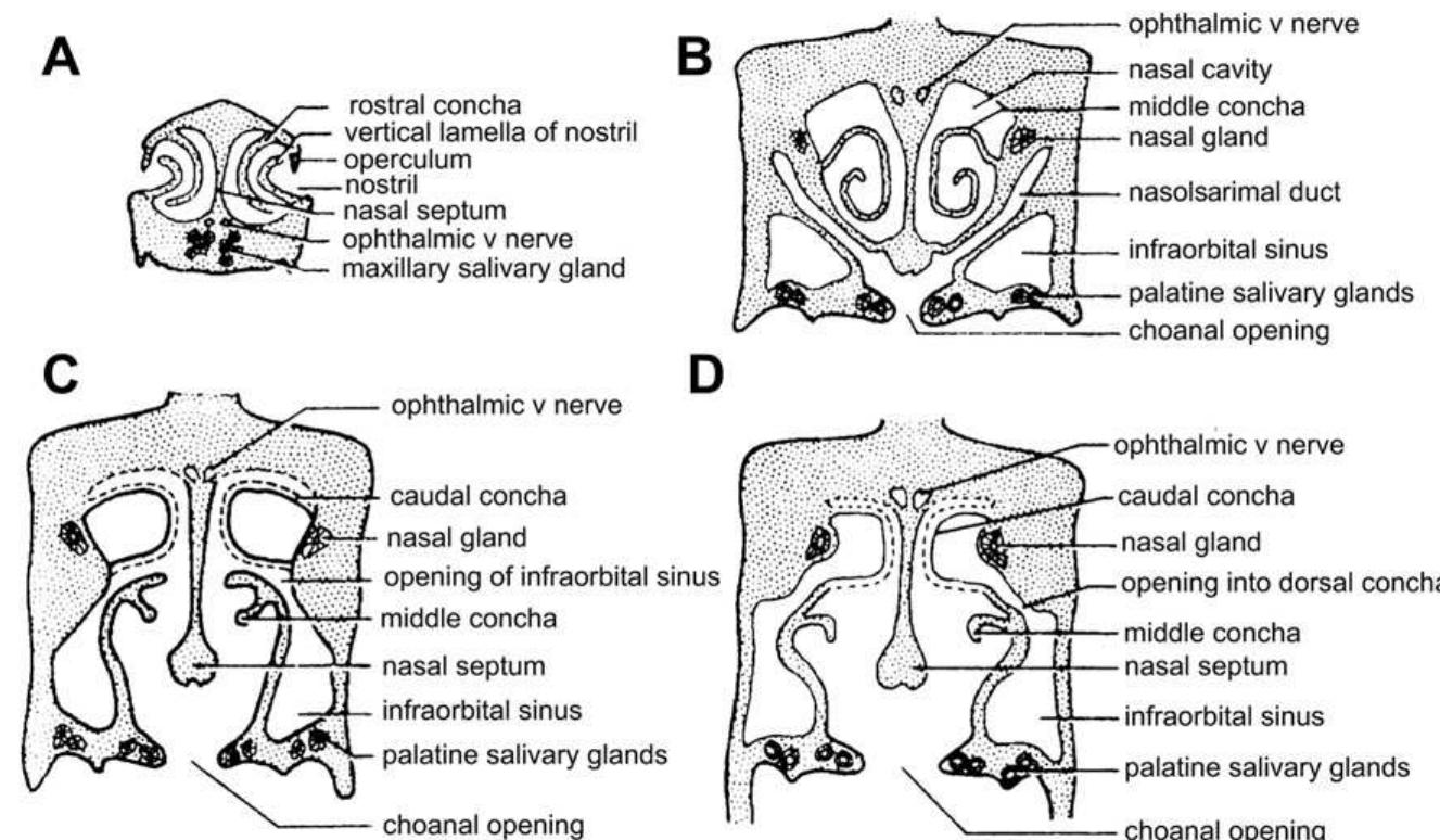 Cross-sectional anatomy of the nasal conchae and