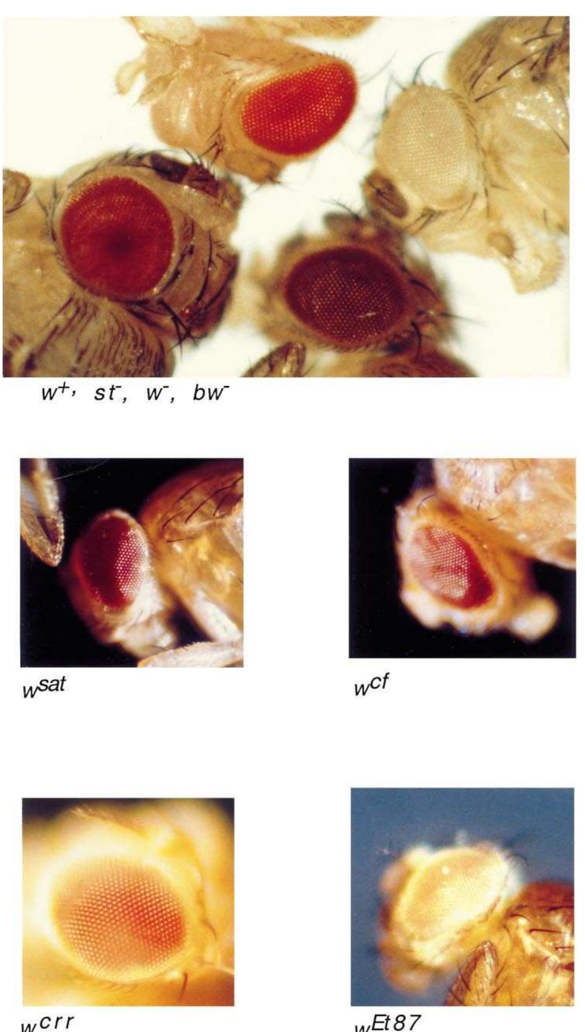 Eye colour phenotypes of wild-type d. melanogaster and