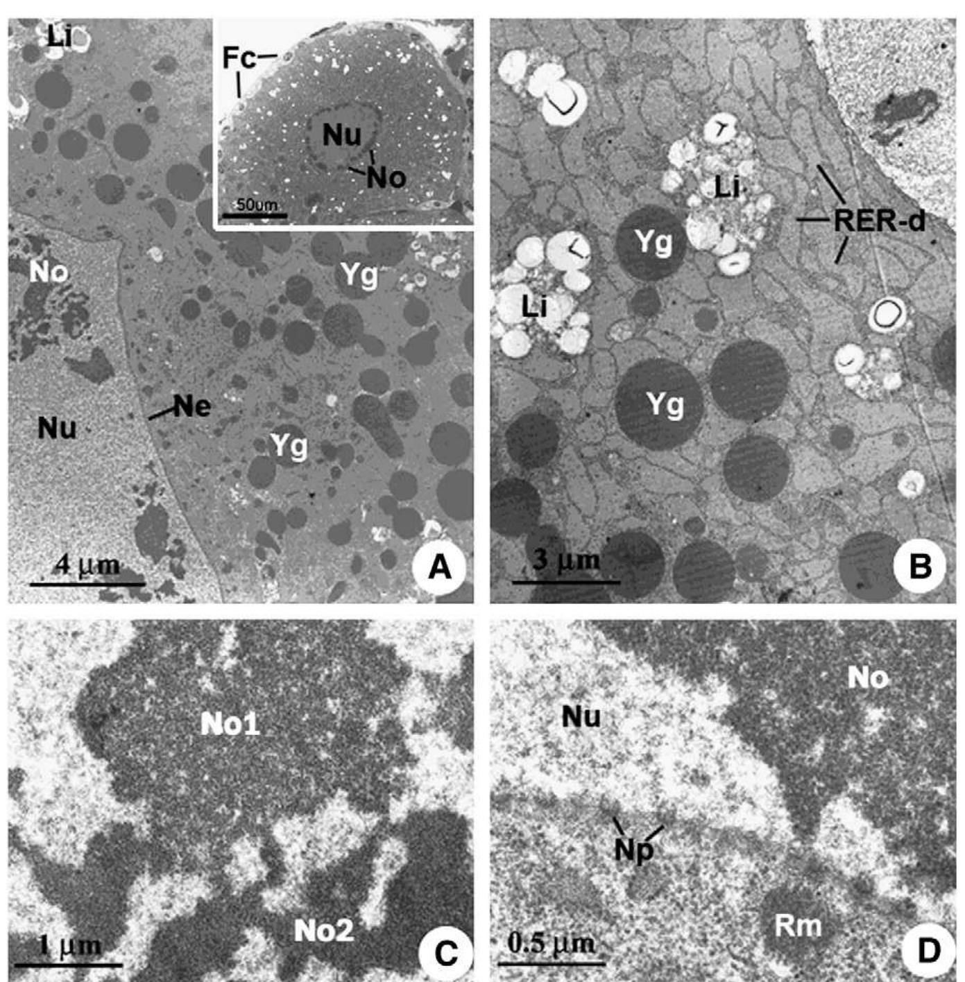 Tem micrographs of stage 3 oocyte (oc3) showing highly