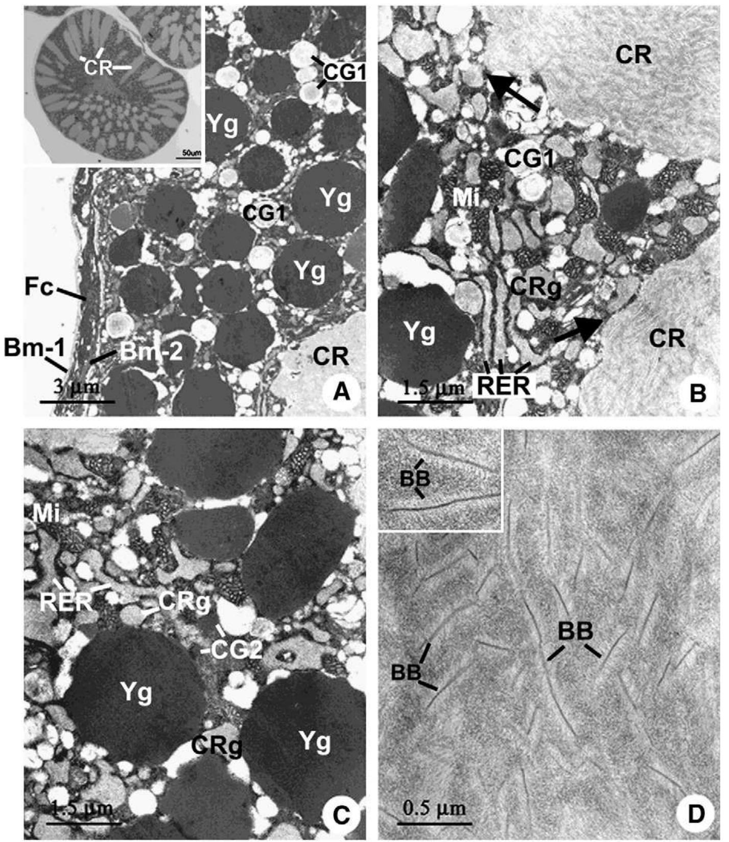 Ultrastructure of stage 4 oocyte (oc,4) showing the