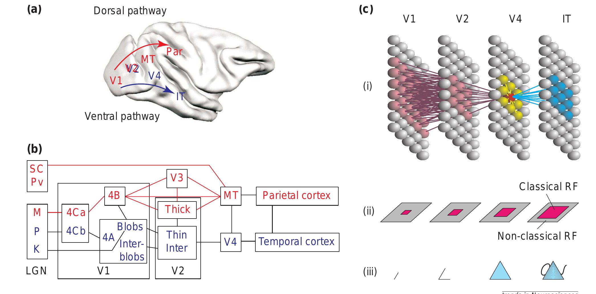 |. anatomical connections and receptive fields. anatomical