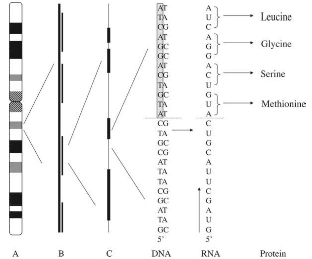 1 the hierarchical structure of dna, rna, and protein. the