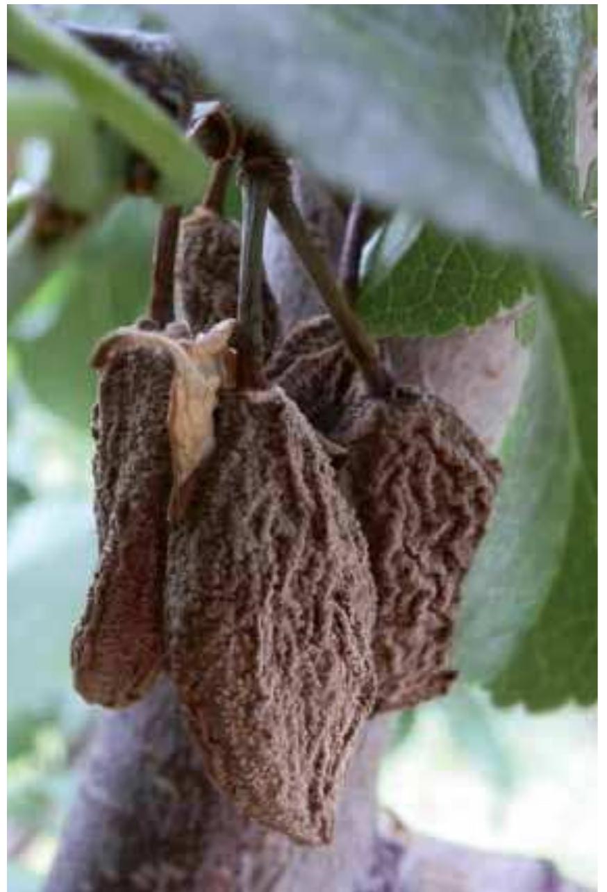 Monilinia laxa: mummified plum fruits “ _ wee among stone
