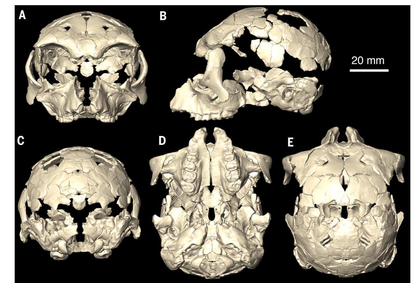 A 8d virtual reconstruction of the cranium, based on the