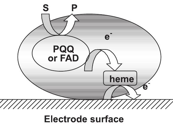Schematic picture of multi-factor enzymes and the elec- tron