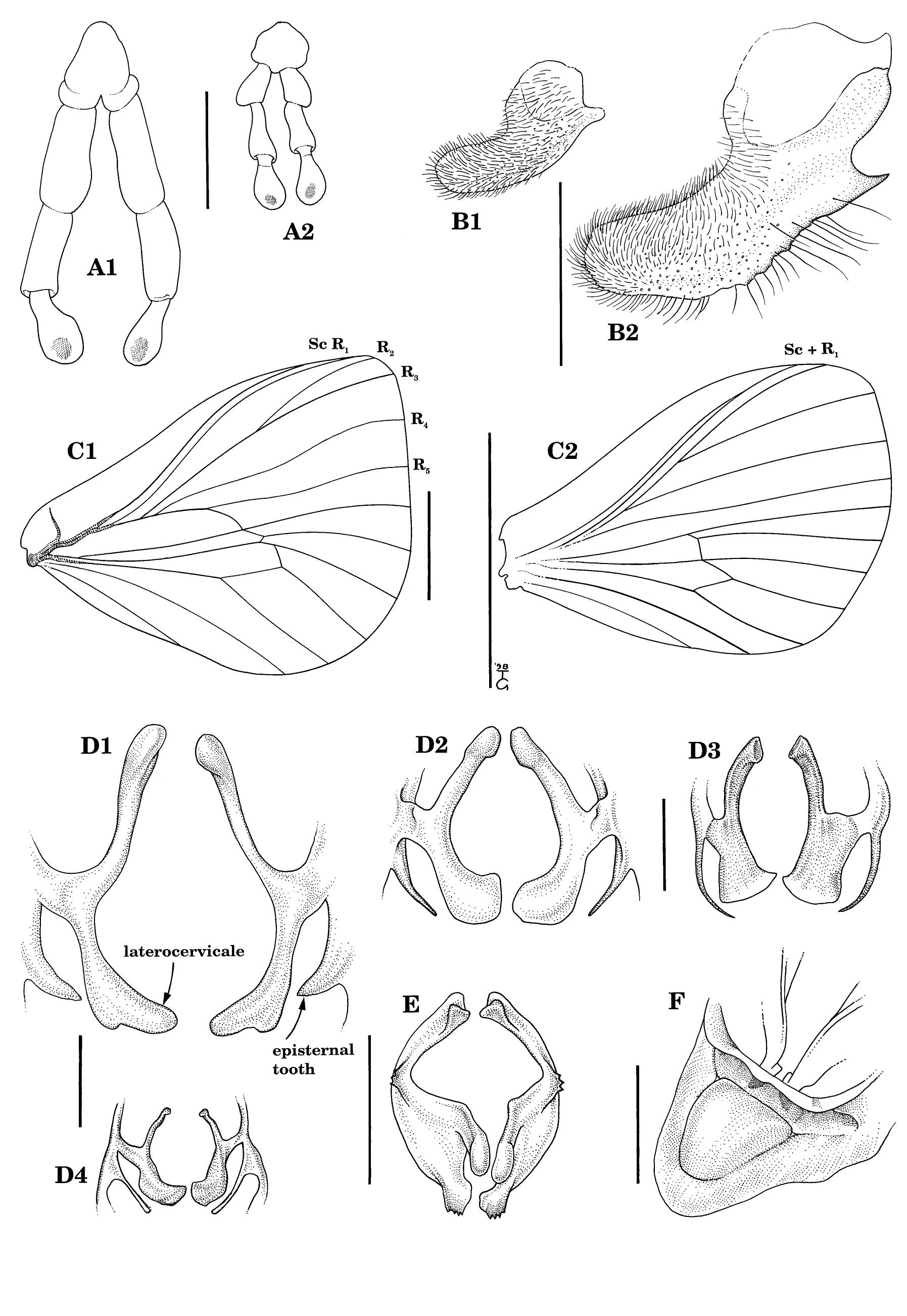 Figure 4 - Phylogeny of New Zealand hepialid moths
