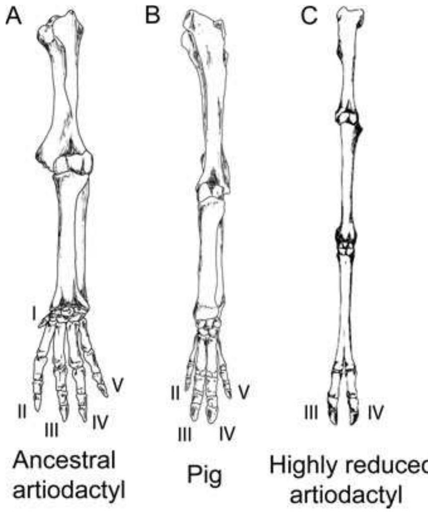Forelimb skeletal morphology of representative adult