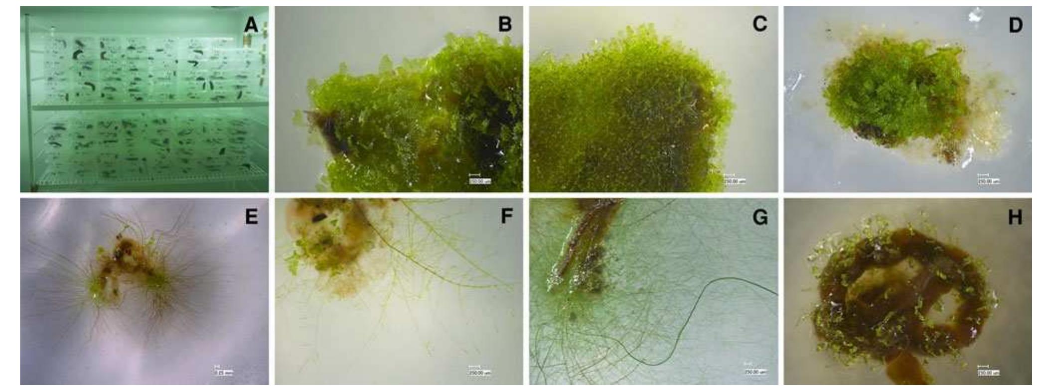 A the feeding experiment showing the 210 fauna boxes with