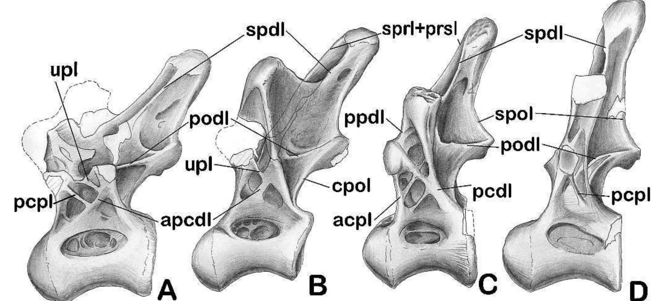 Neuquensaurus australis, mcs-5/20-23, a-d, seventh to tenth