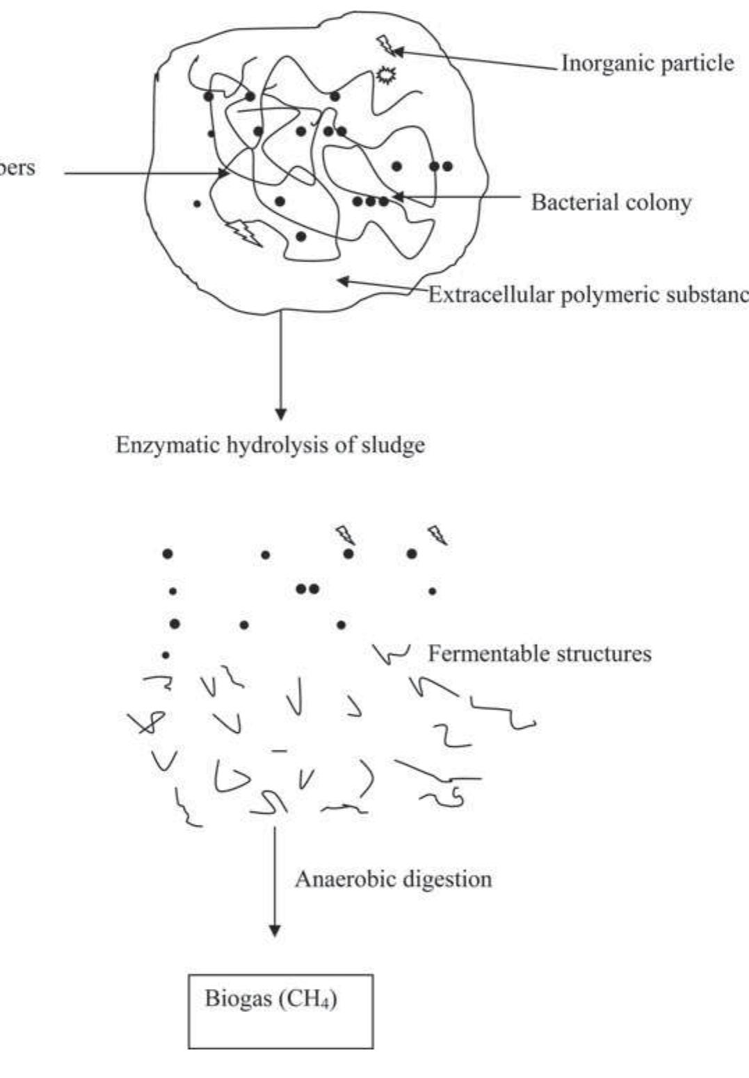 Generalised scheme of sludge biomass to biogas conversion
