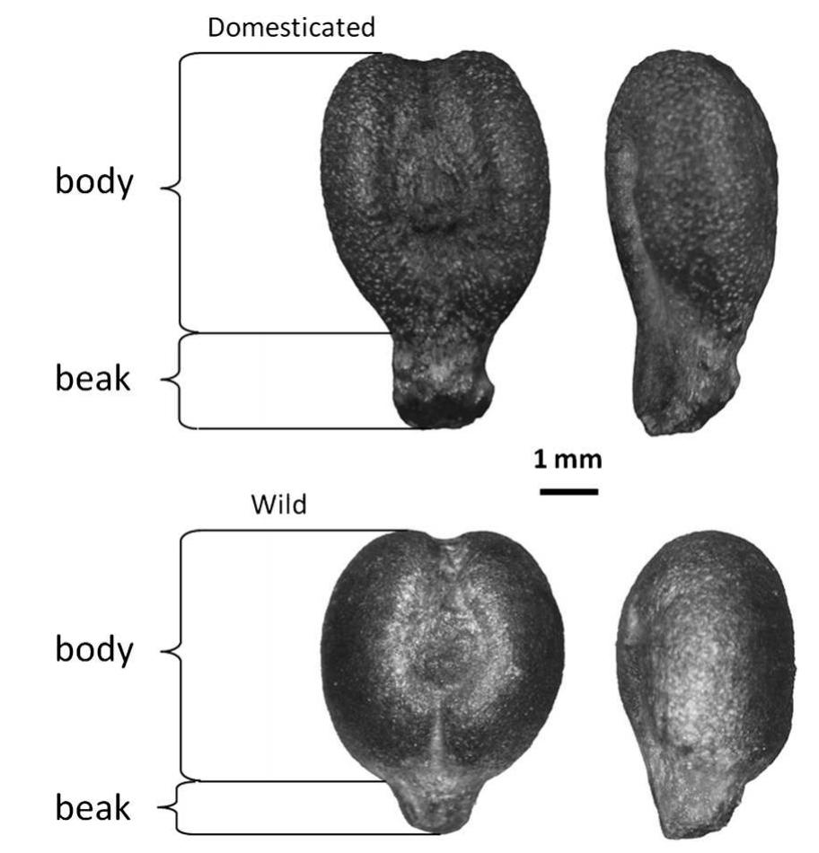 Pips photographed in dorsal and lateral views, showing